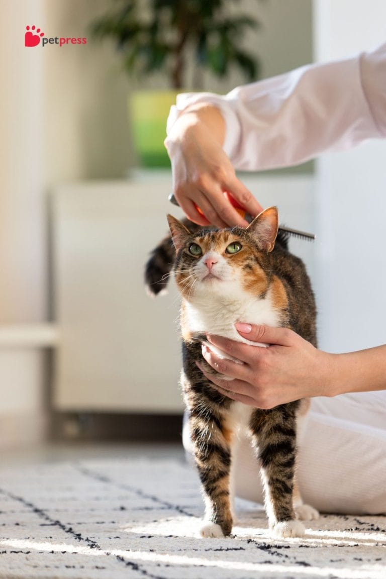 Cat Care 101: Essential Grooming Tools Every Cat Owner Needs! - PetPress
