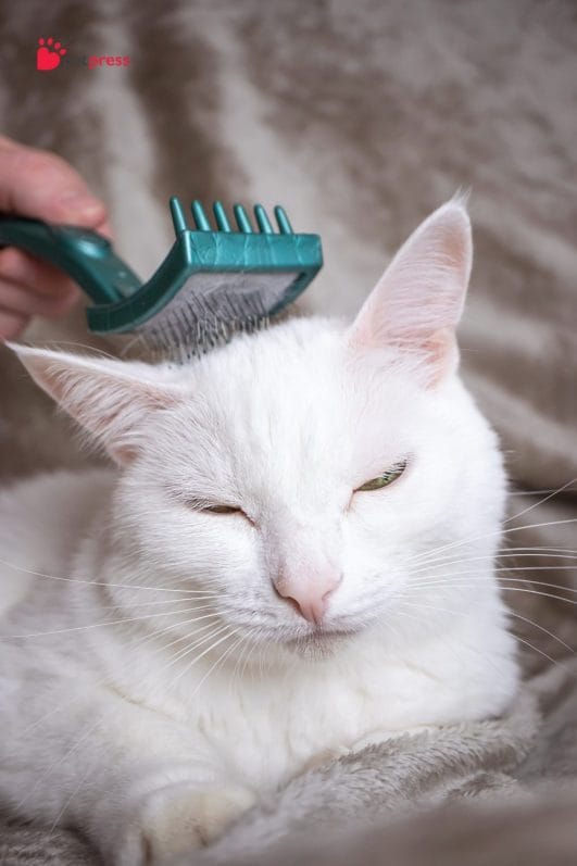 Cat Care 101: Essential Grooming Tools Every Cat Owner Needs! - PetPress