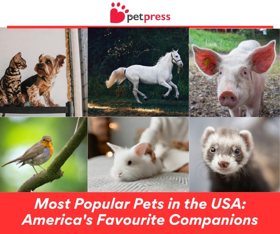 Most Popular Pets in the USA: America's Favourite Companions - PetPress