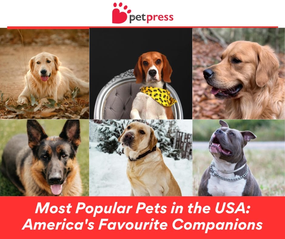 Popular Dog Breeds in the USA: A Comprehensive Guide - PetPress