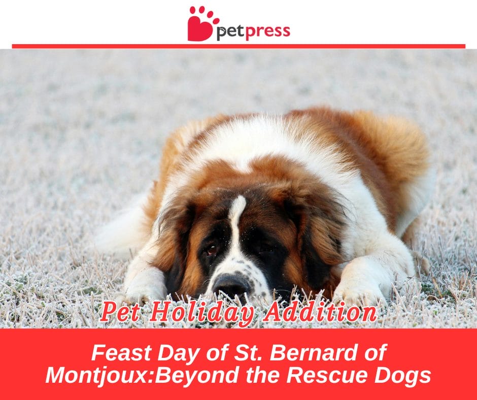 Feast Day of St. Bernard of Montjoux: Beyond the Rescue Dogs - PetPress