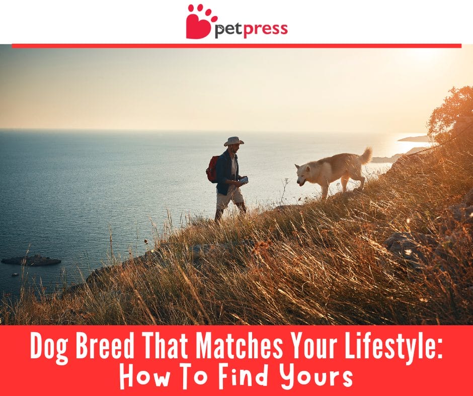 Dog Breed That Matches Your Lifestyle: How To Find Yours - PetPress