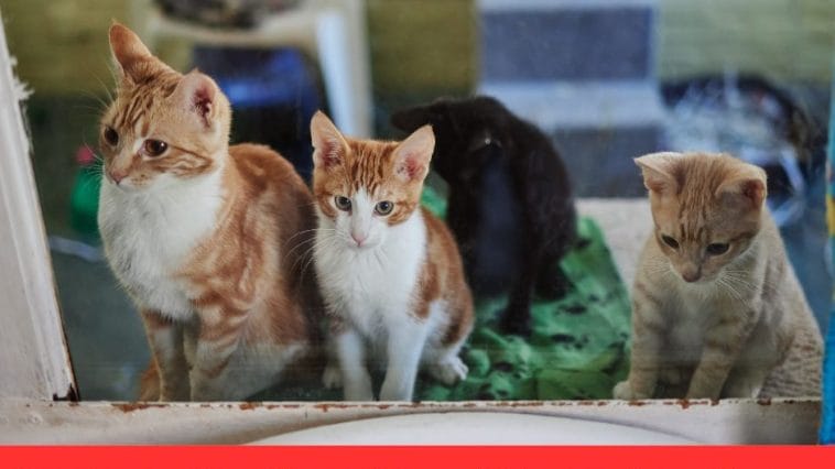 What Plants Are Toxic to Cats? 10 Plants That Harm Your Cat