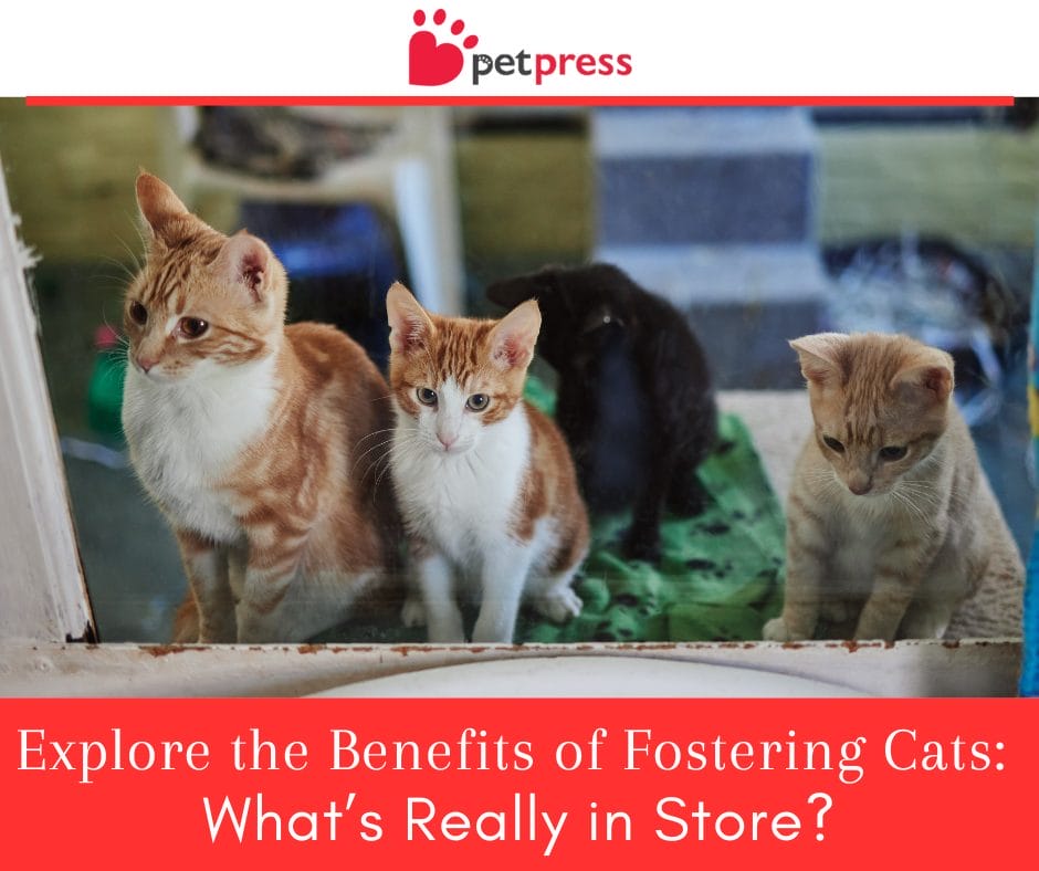 Explore the Benefits of Fostering Cats: What’s Really in Store? - PetPress
