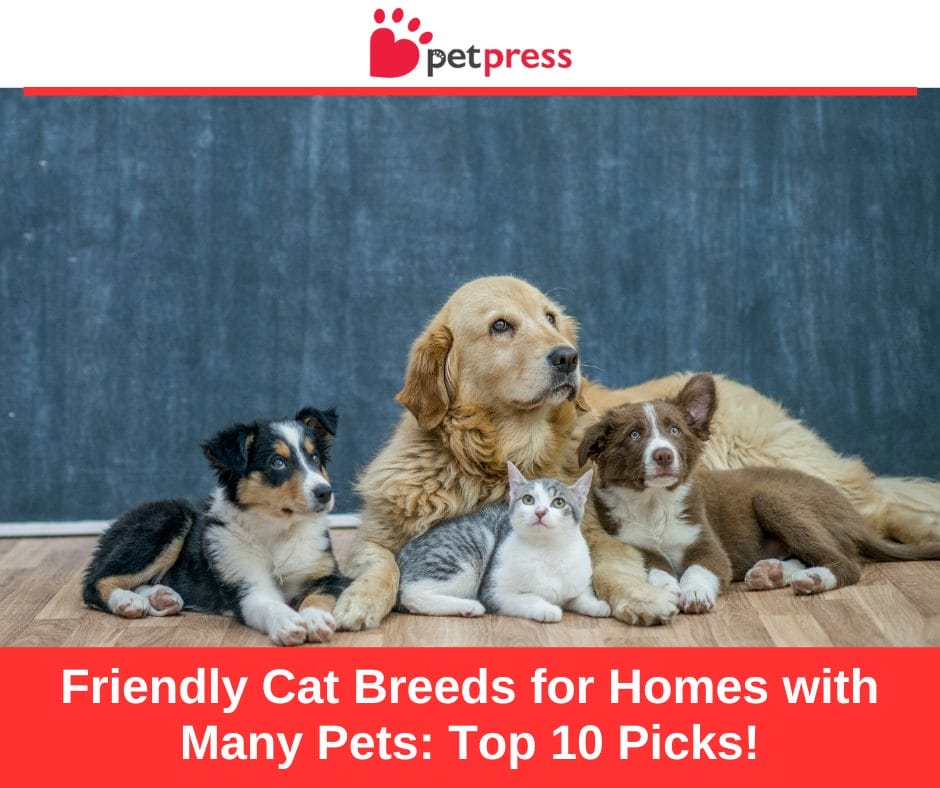 Friendly Cat Breeds for Homes with Many Pets: Top 10 Picks! - PetPress