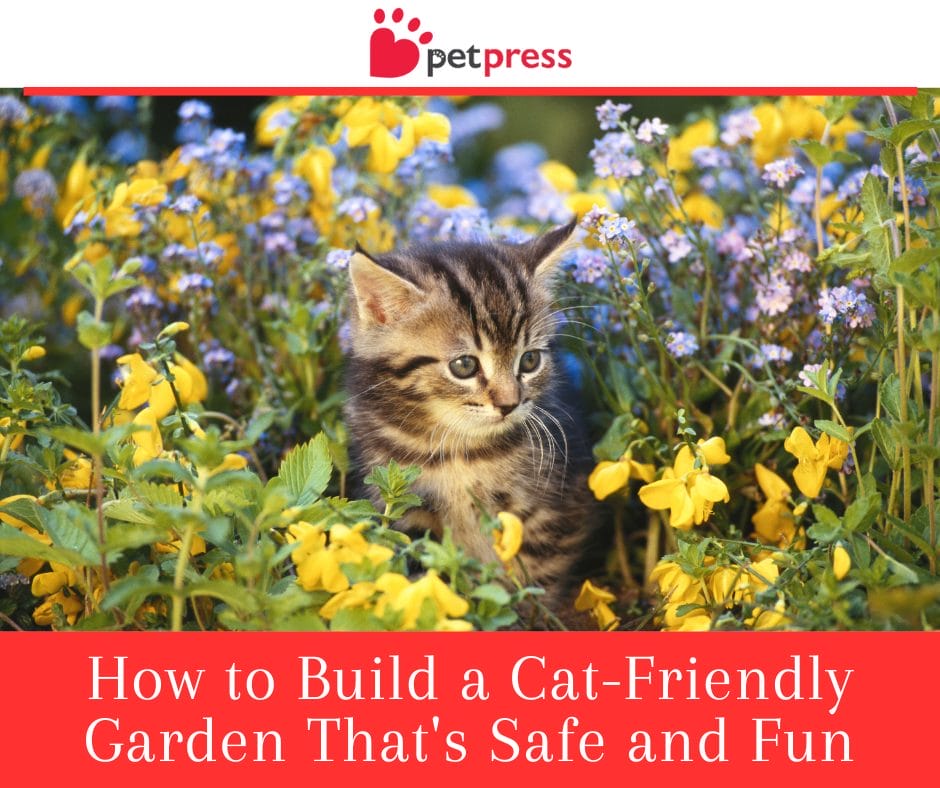 How To Build a Cat-Friendly Garden That’s Safe and Fun - PetPress