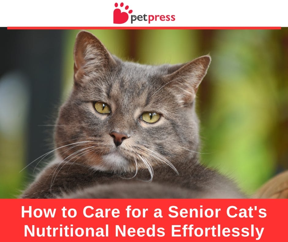 7 Best Indoor House Cats: All About Popular House Cat Breeds