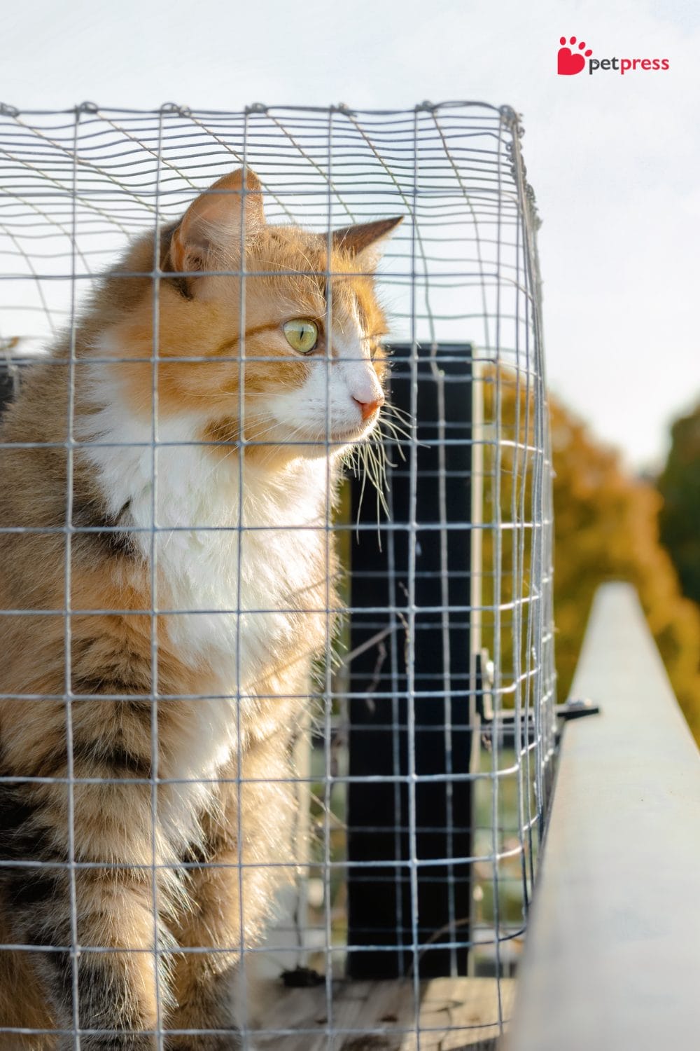 How to Create a Safe Outdoor Enclosure for Your Cat - PetPress