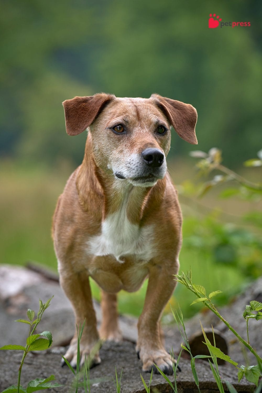 10 Signs of Joint Problems in Old Dogs and the Best Treatments - PetPress