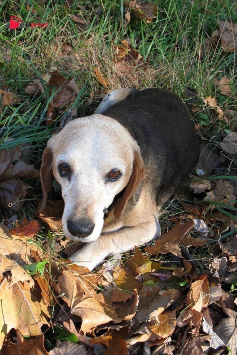 10 Signs of Joint Problems in Old Dogs and the Best Treatments - PetPress