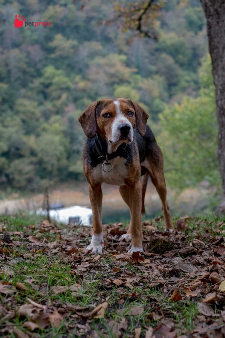 10 Signs of Joint Problems in Old Dogs and the Best Treatments - PetPress