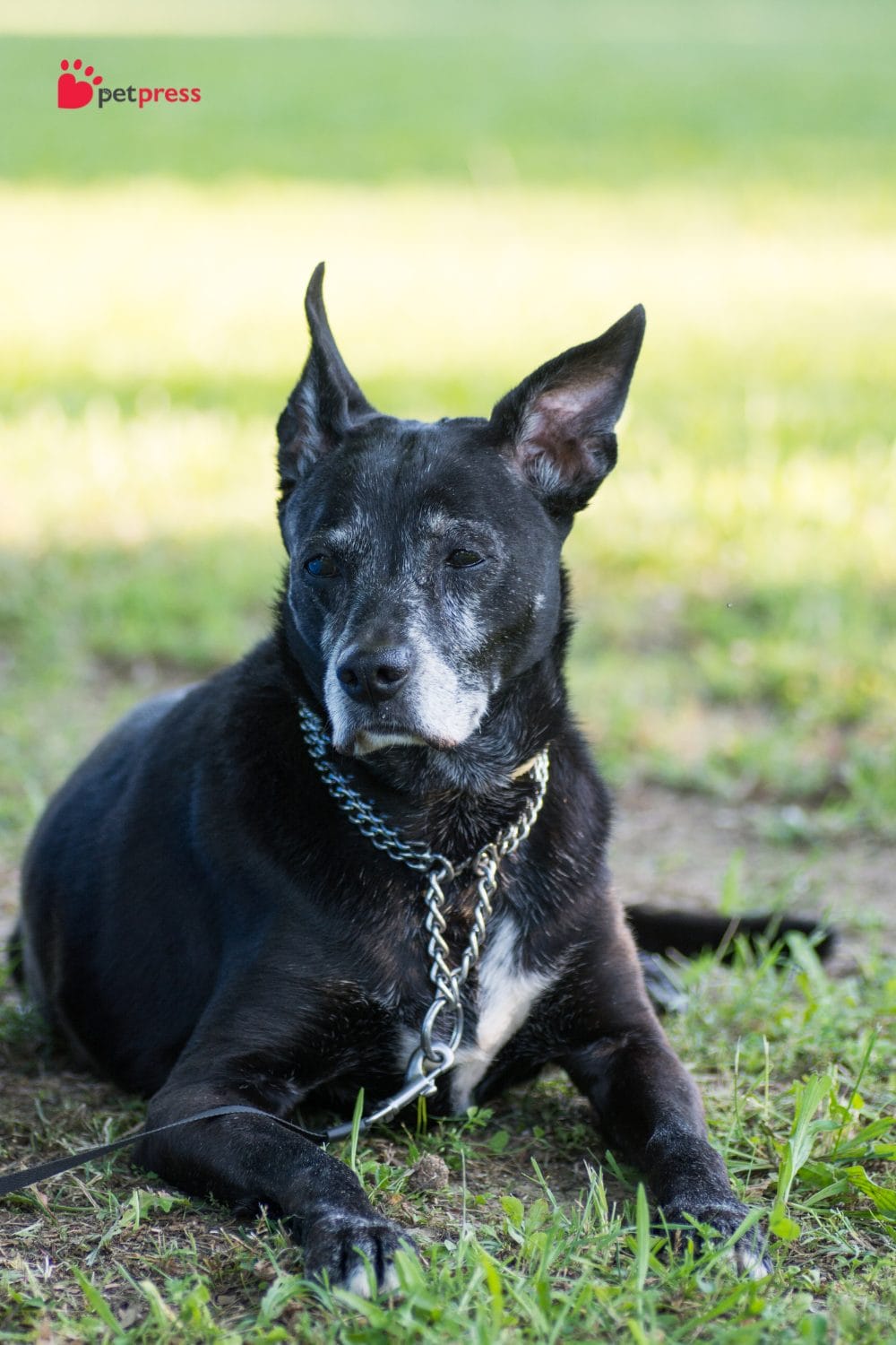 10 Signs of Joint Problems in Old Dogs and the Best Treatments - PetPress