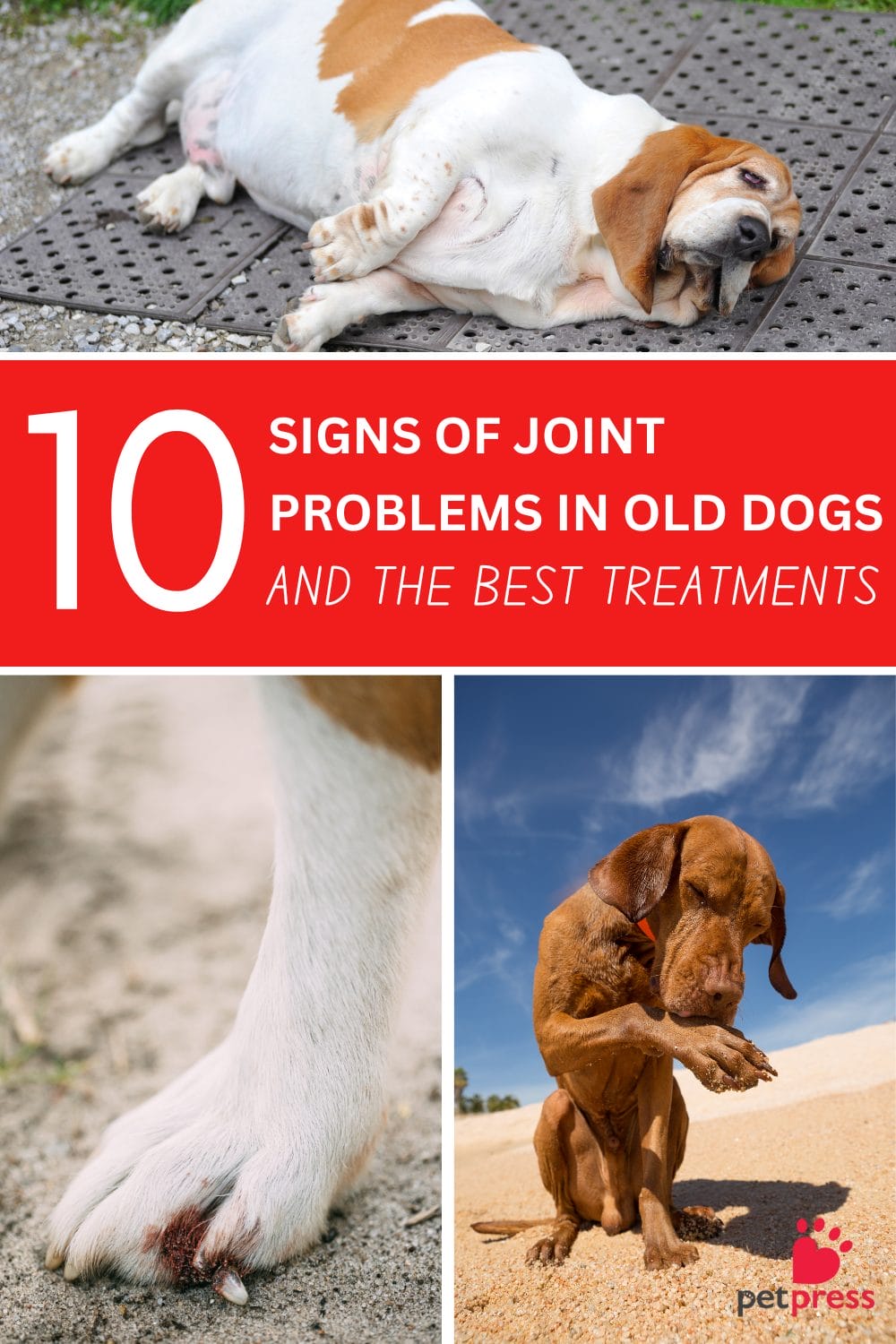 10 Signs of Joint Problems in Old Dogs and the Best Treatments - PetPress