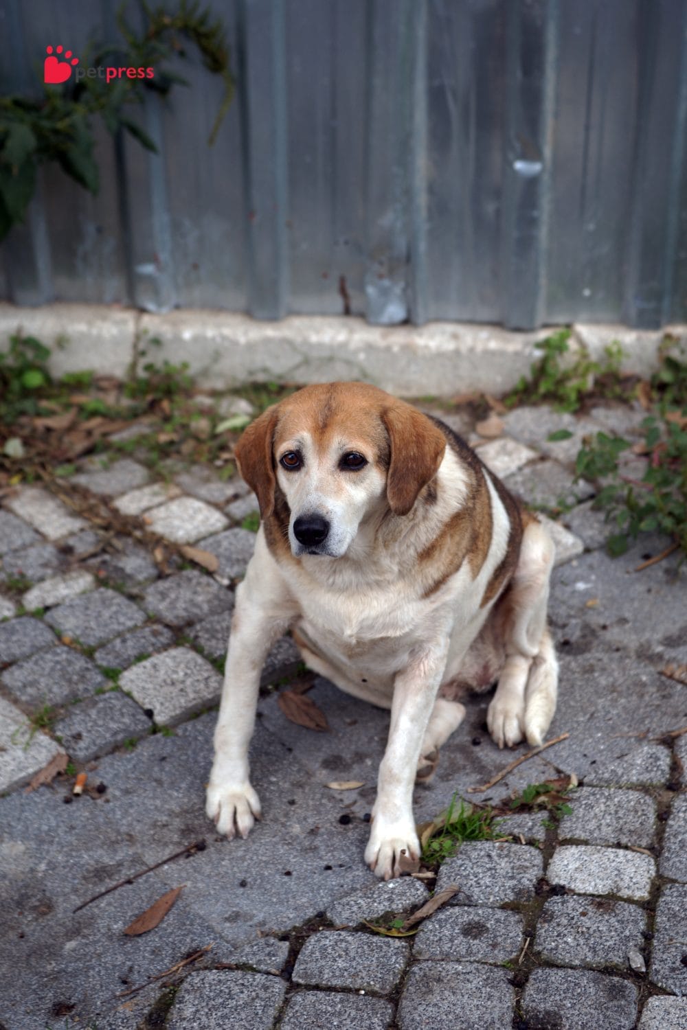 10 Signs of Joint Problems in Old Dogs and the Best Treatments - PetPress