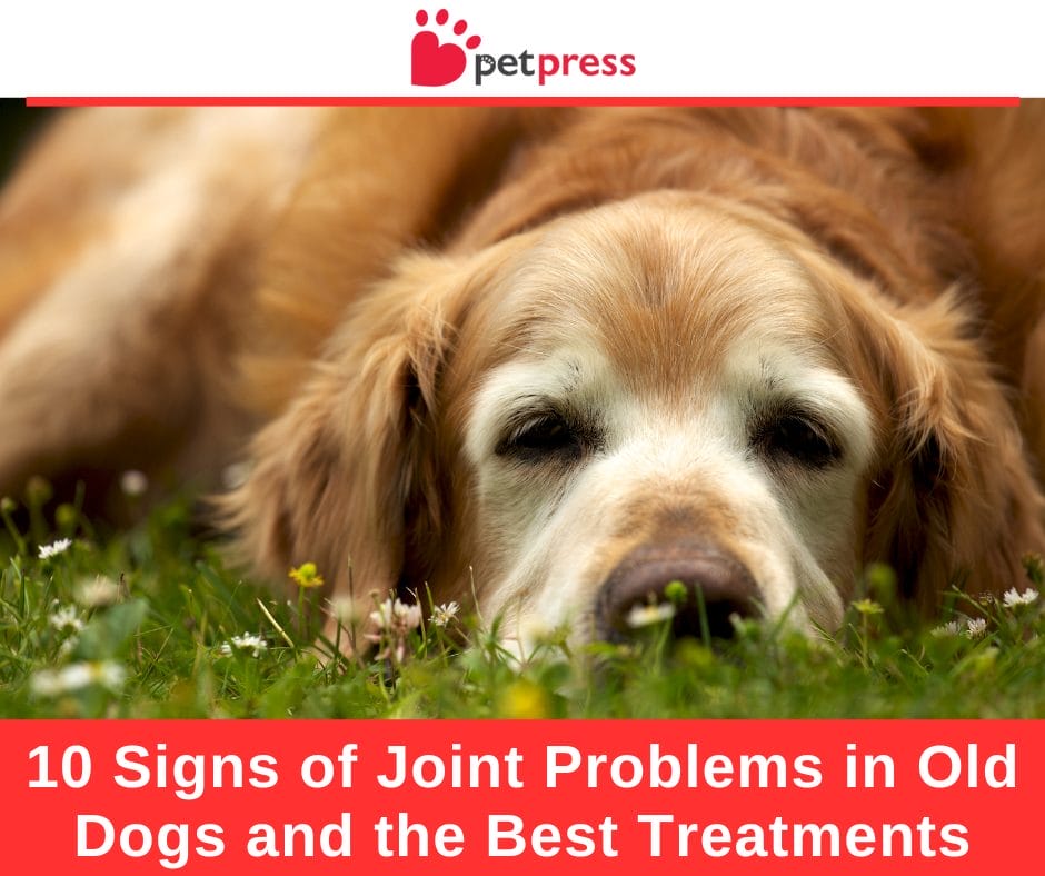 10 Signs of Joint Problems in Old Dogs and the Best Treatments - PetPress