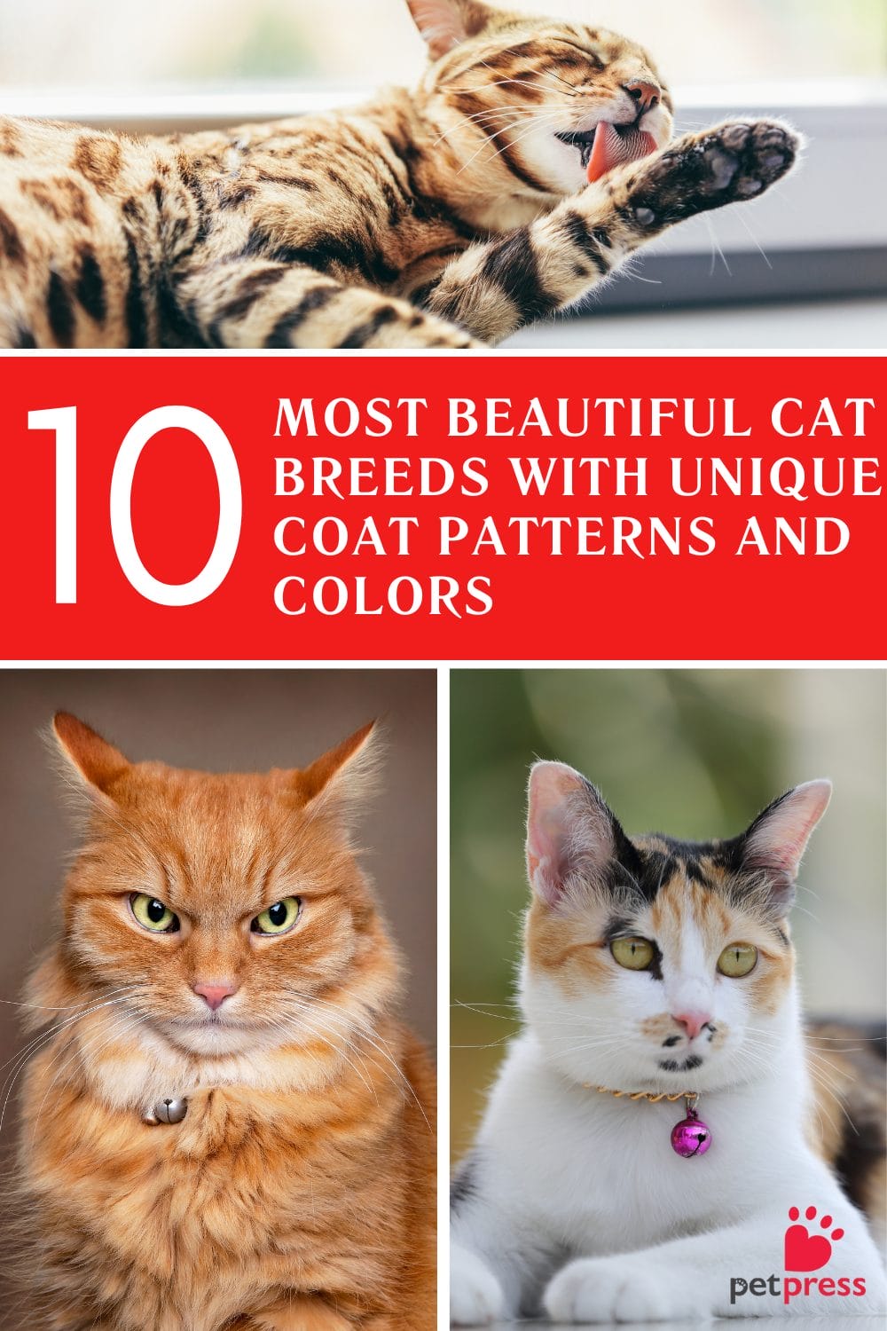 10 Beautiful Cat Breeds With Unique Coat Patterns and Colors - PetPress
