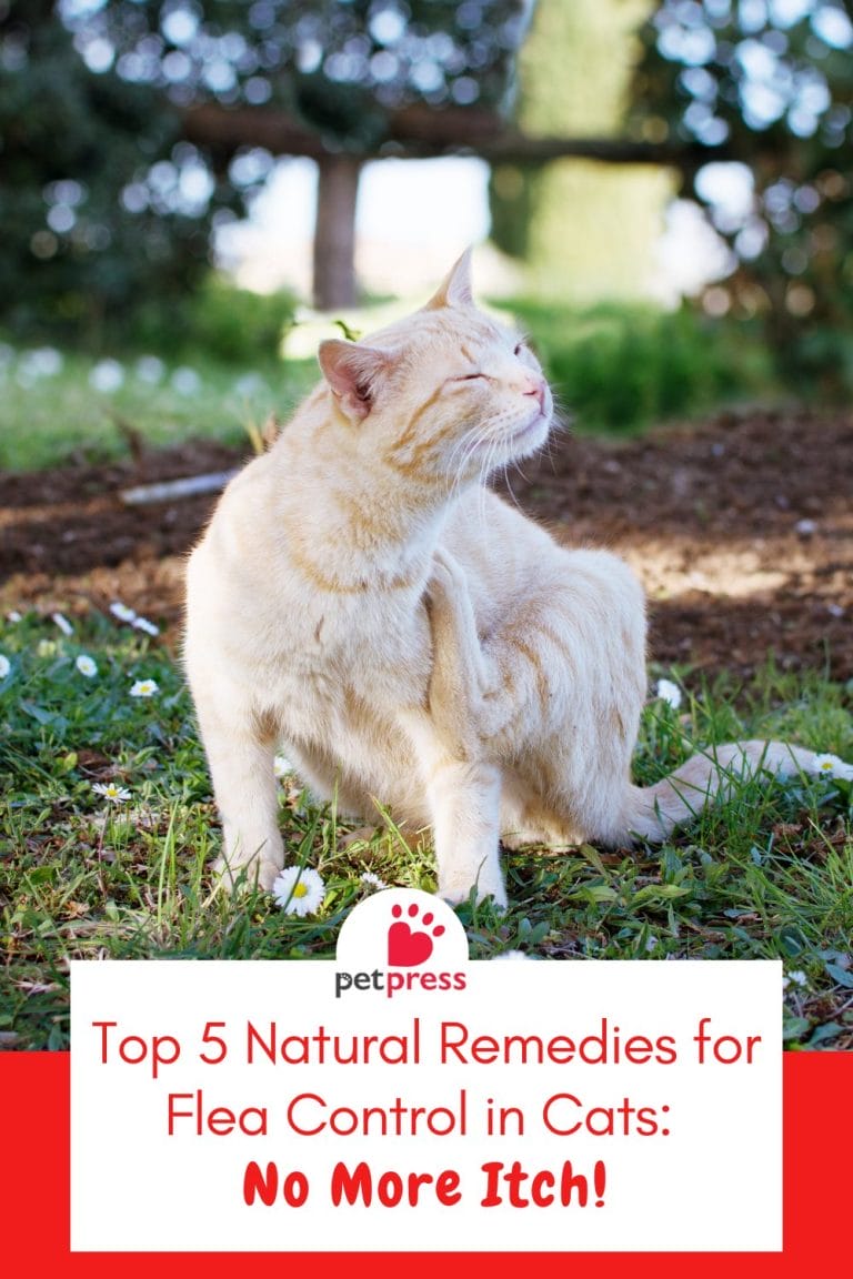 Top 5 Natural Remedies for Flea Control in Cats: No More Itch! - PetPress