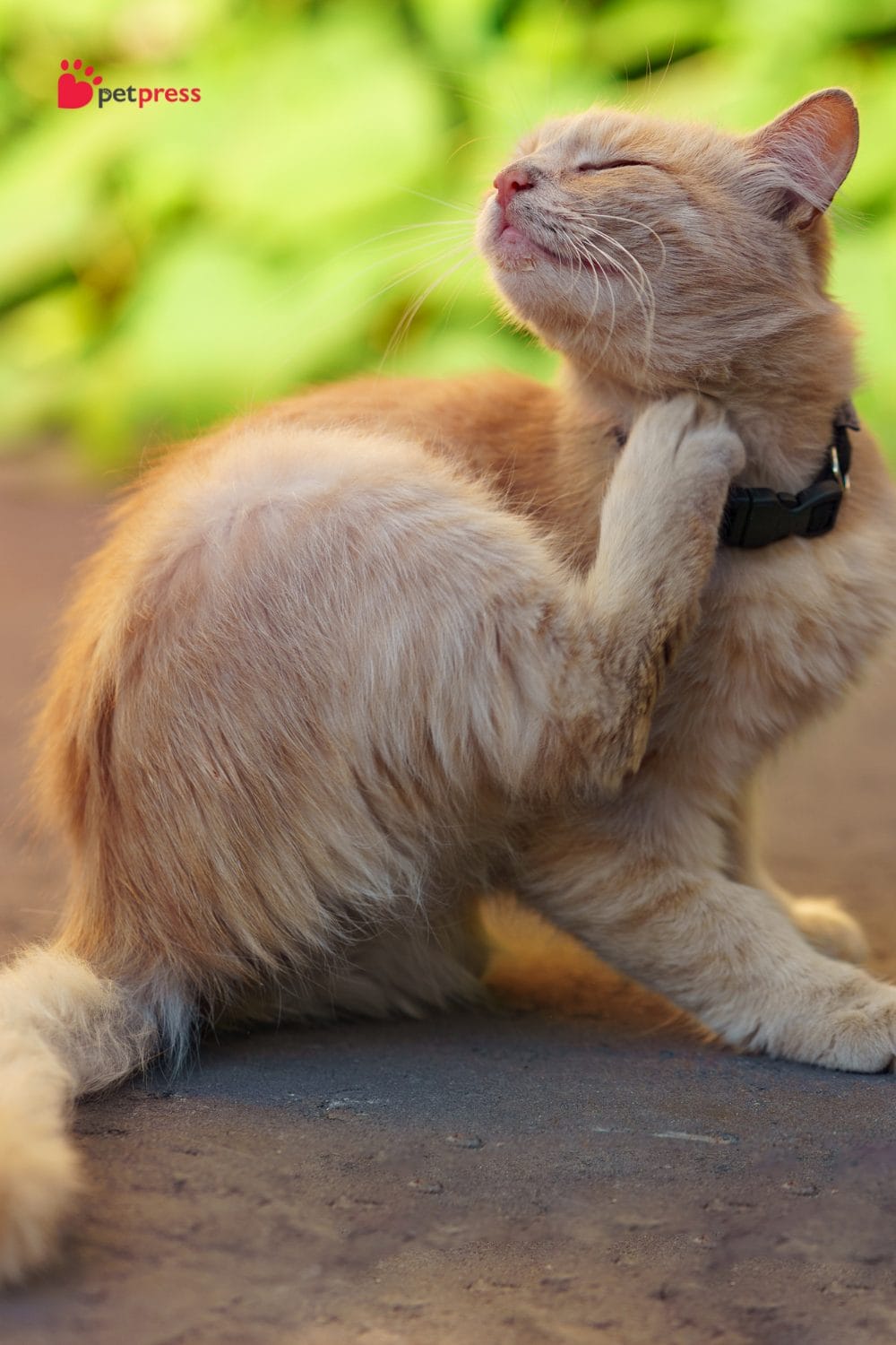 Top 5 Natural Remedies for Flea Control in Cats: No More Itch! - PetPress