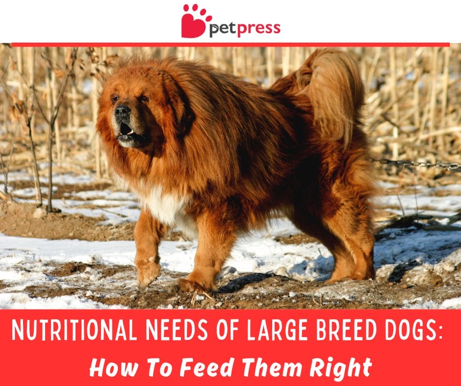Nutritional Needs of Large Breed Dogs: How To Feed Them Right - PetPress