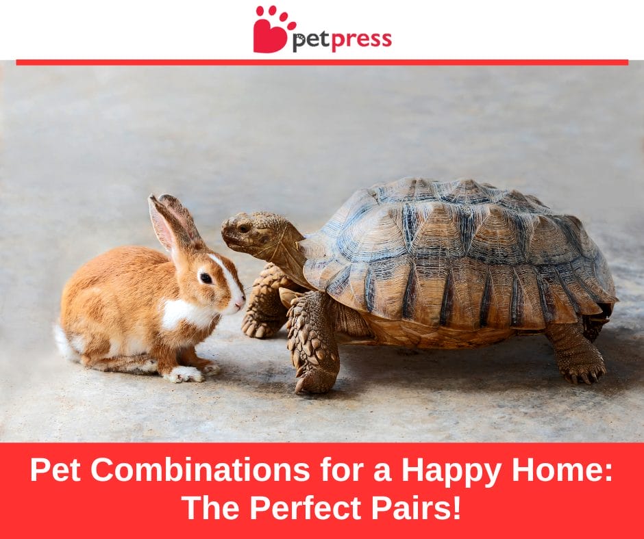 Pet Combinations for a Happy Home: The Perfect Pairs! - PetPress