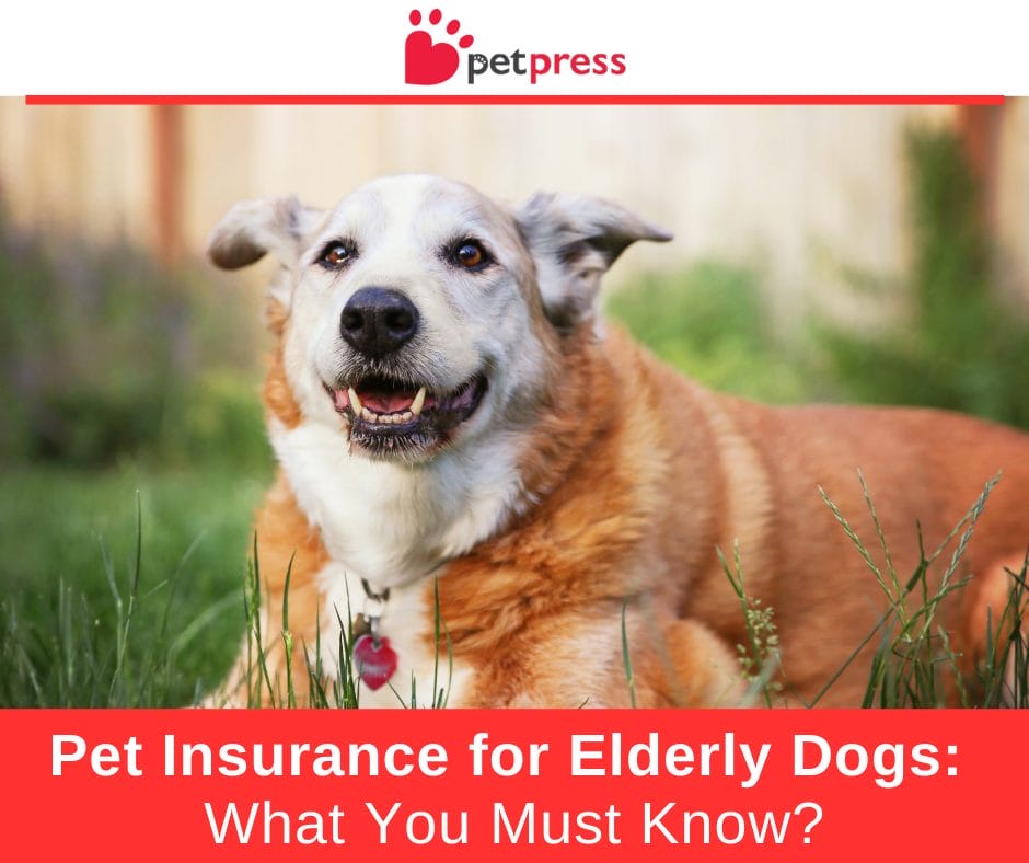 Pet Insurance for Elderly Dogs: What You Must Know? - PetPress