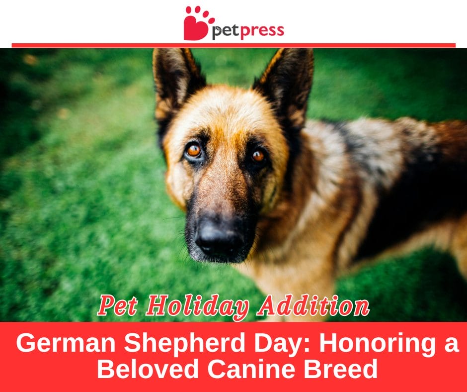 German Shepherd Day: Honoring a Beloved Canine Breed - PetPress