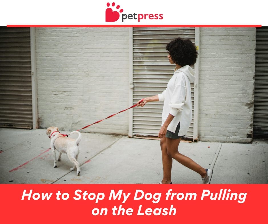 How to Stop My Dog from Pulling on the Leash: Facts - PetPress