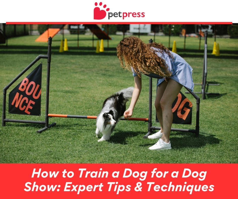 How to Train a Dog for a Dog Show: Expert Tips & Techniques - PetPress
