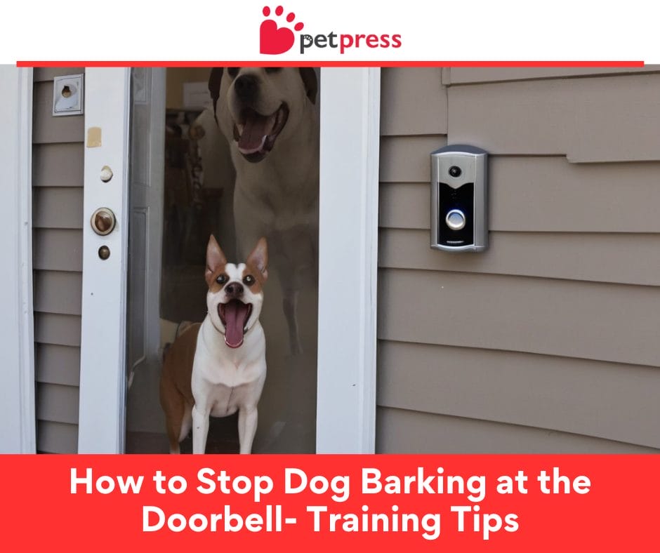 How to Stop Dog Barking at the Doorbell- Training Tips - PetPress
