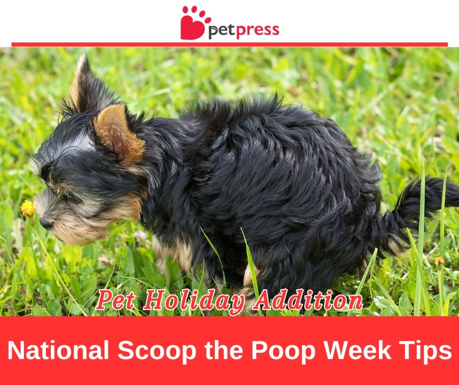 National Scoop the Poop Week Tips - PetPress
