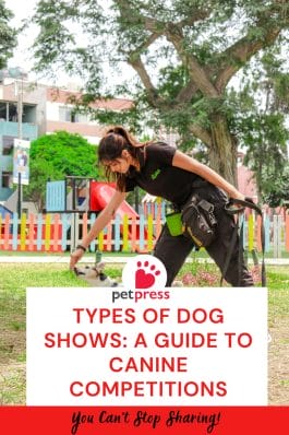 Types of Dog Shows: A Guide to Canine Competitions - PetPress