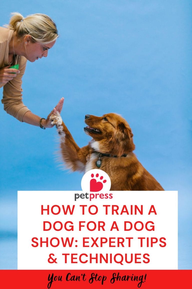 How to Train a Dog for a Dog Show: Expert Tips & Techniques - PetPress