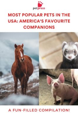 Most Popular Pets in the USA: America's Favourite Companions - PetPress