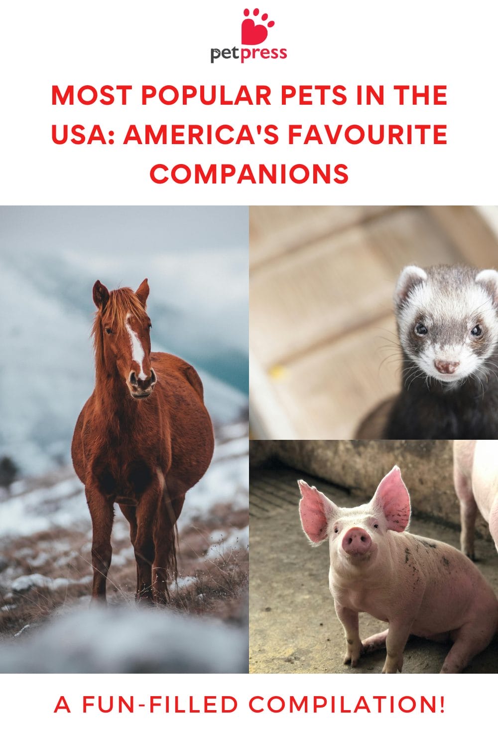 Most Popular Pets in the USA: America's Favourite Companions - PetPress