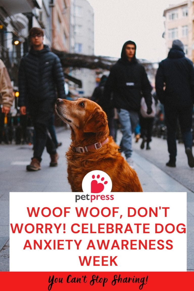 Woof Woof, Don't Worry! Celebrate Dog Anxiety Awareness Week - PetPress