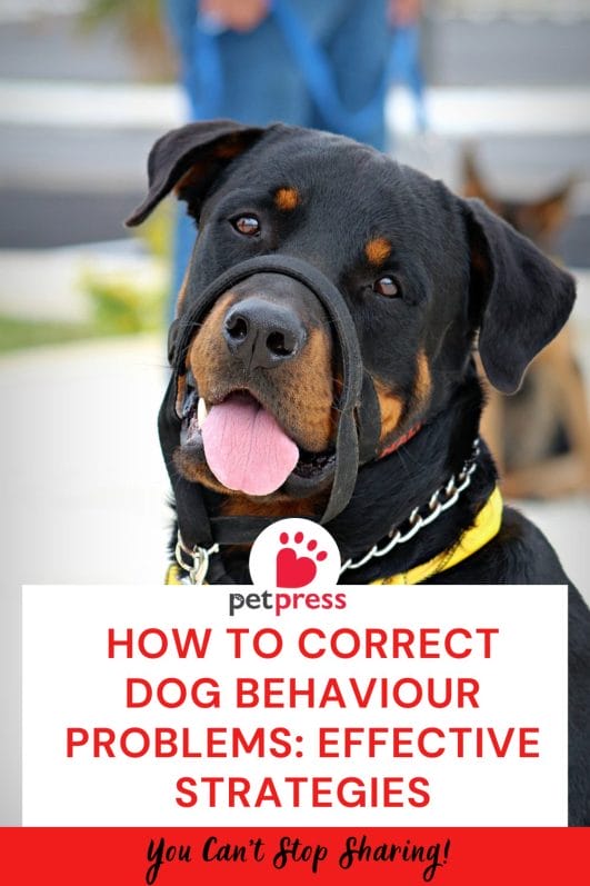 How to Correct Dog Behaviour Problems: Effective Strategies - PetPress