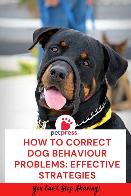 How to Correct Dog Behaviour Problems: Effective Strategies - PetPress