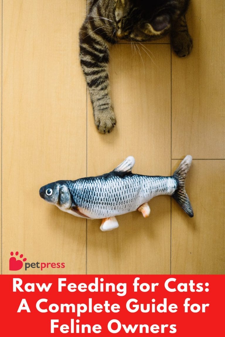 Raw Feeding for Cats: A Complete Guide for Feline Owners - PetPress