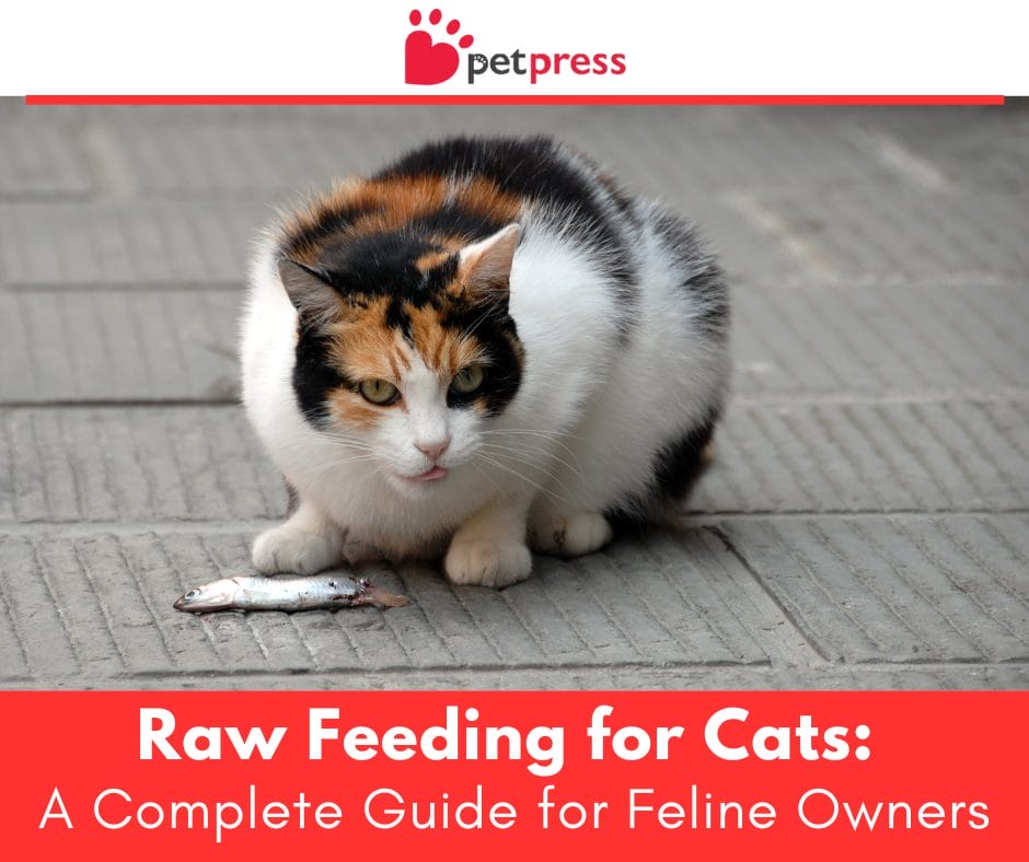 Raw Feeding for Cats: A Complete Guide for Feline Owners - PetPress