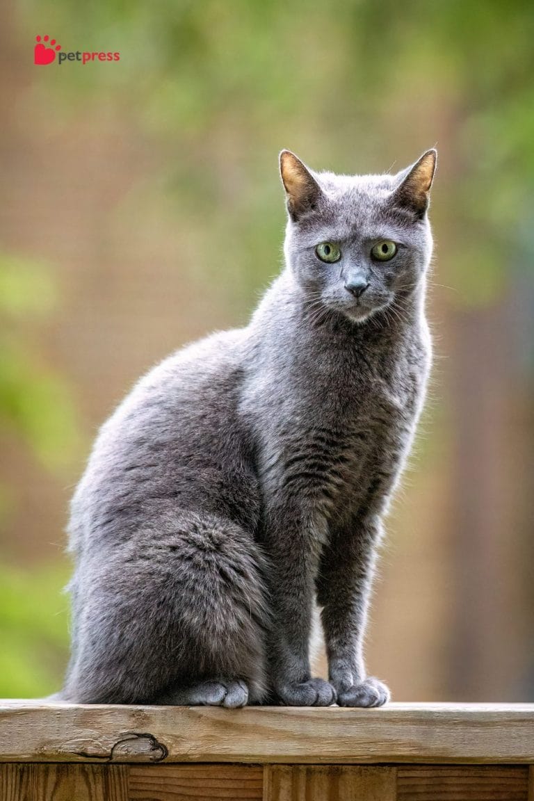 10 Beautiful Cat Breeds With Unique Coat Patterns and Colors - PetPress