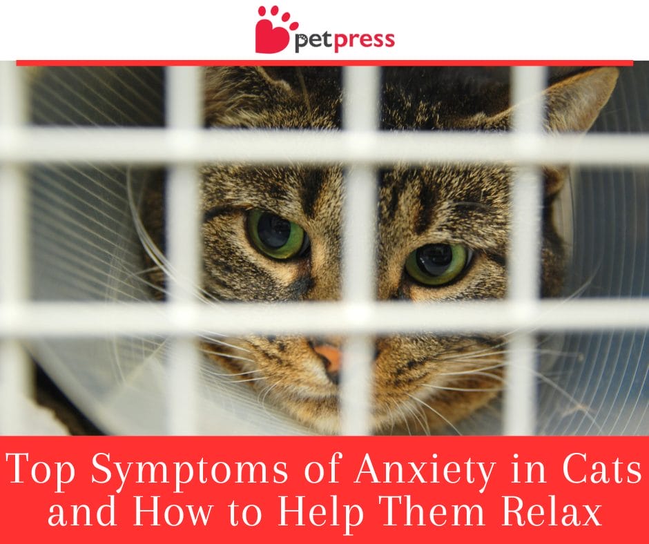 Top Symptoms of Anxiety in Cats and How to Help Them Relax - PetPress