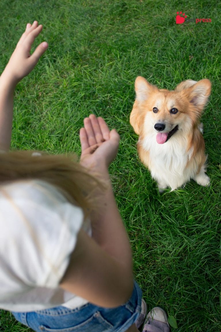 Training Tips for Deaf Dogs: How To Train Them Effectively - PetPress