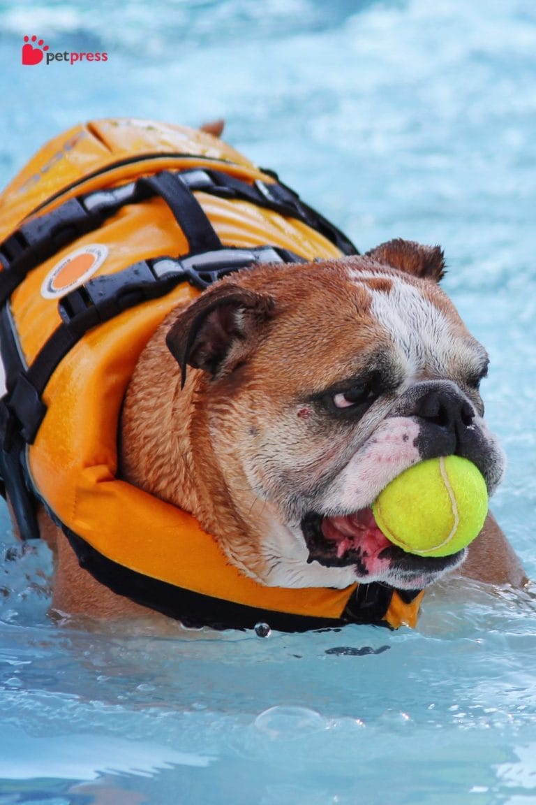 5 Essential Water Safety Tips for Dogs During Summer Fun - PetPress