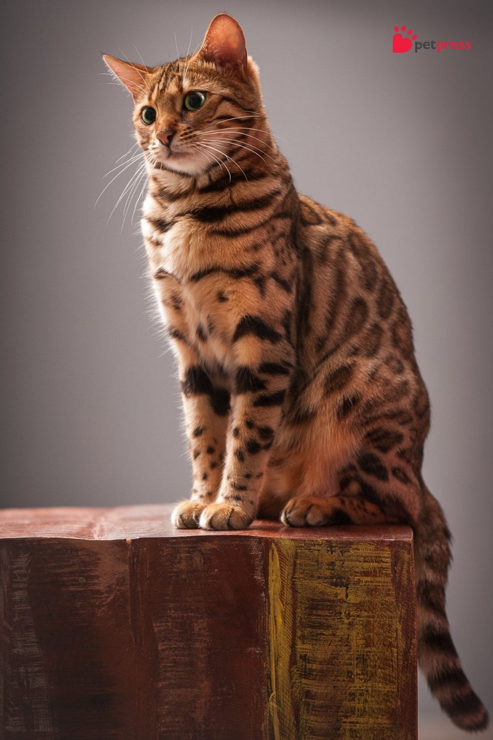 10 Beautiful Cat Breeds With Unique Coat Patterns and Colors - PetPress