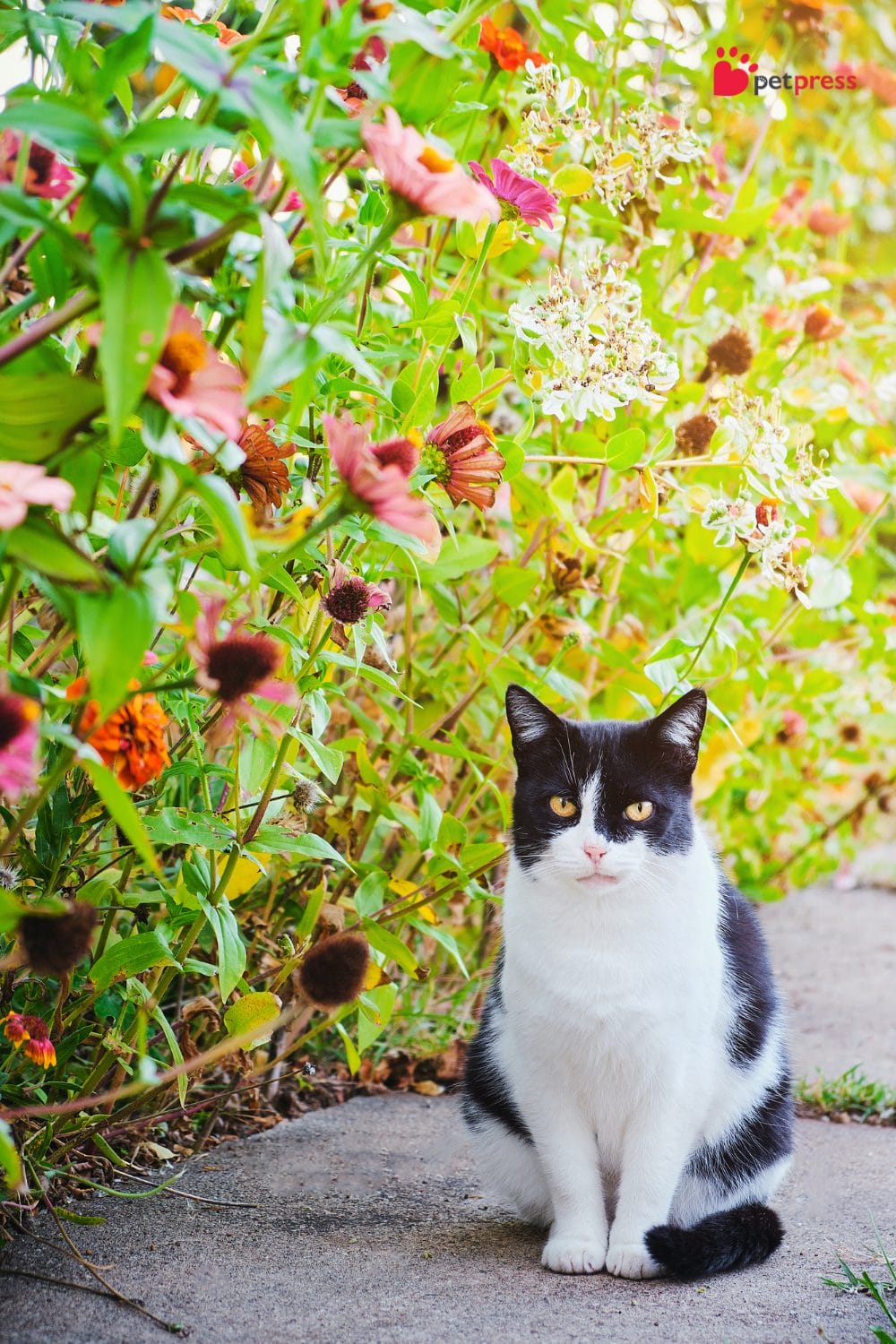 How To Build a Cat-Friendly Garden That’s Safe and Fun - PetPress
