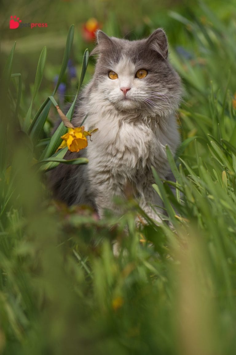 How To Build a Cat-Friendly Garden That’s Safe and Fun - PetPress