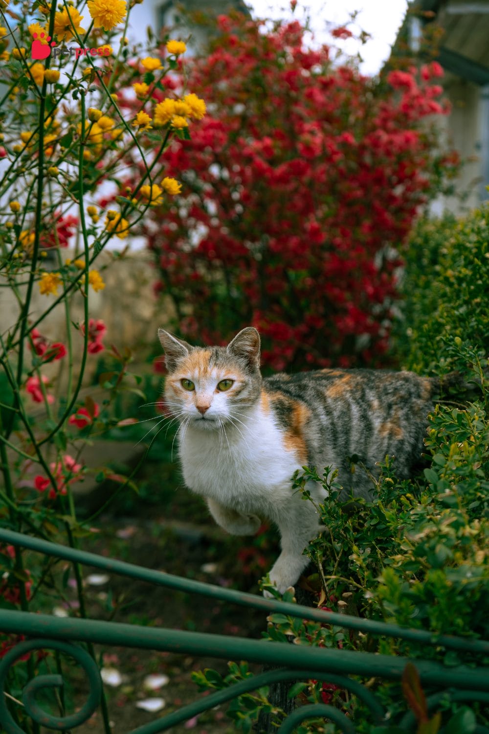 How To Build a Cat-Friendly Garden That’s Safe and Fun - PetPress