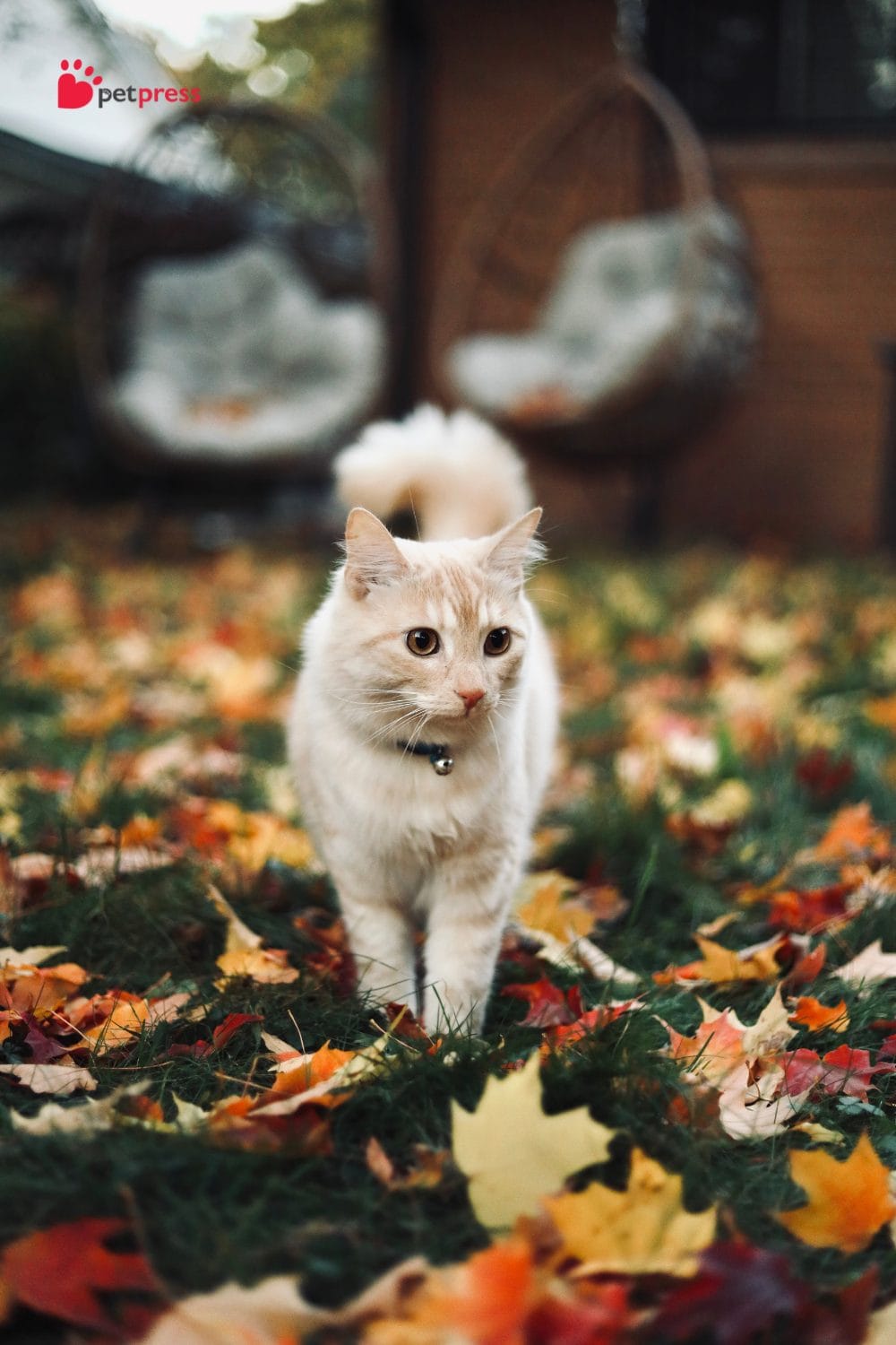 How To Build a Cat-Friendly Garden That’s Safe and Fun - PetPress