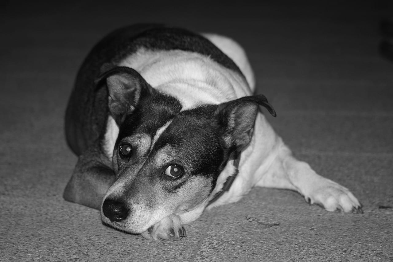 How to Correct Dog Behaviour Problems: Effective Strategies - PetPress