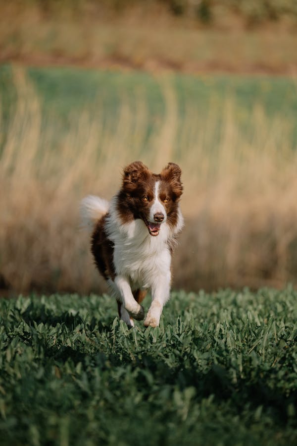 Unveiling the Differences: Wild Dogs vs Domestic Dogs